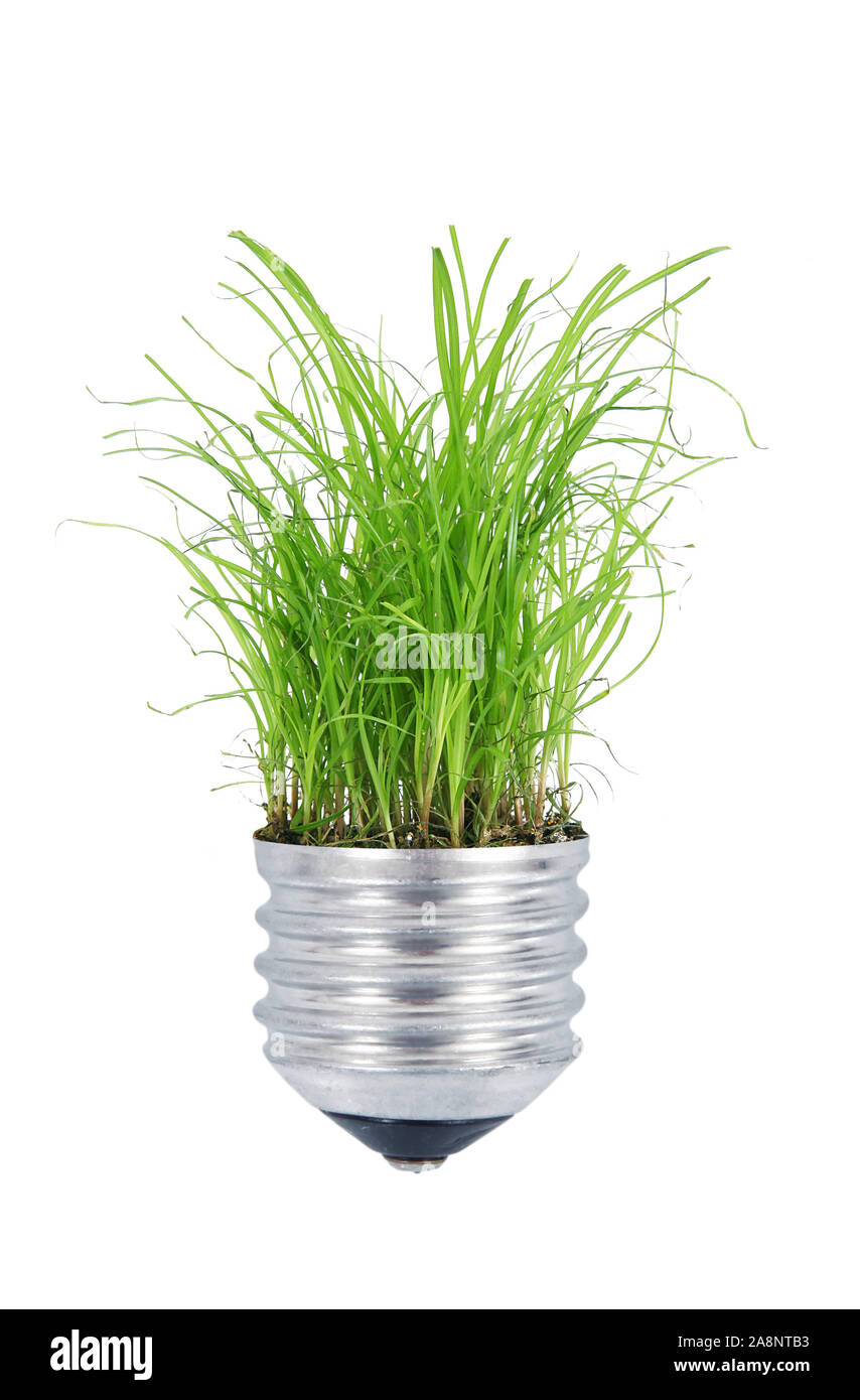 grass light bulb on white background Stock Photo - Alamy