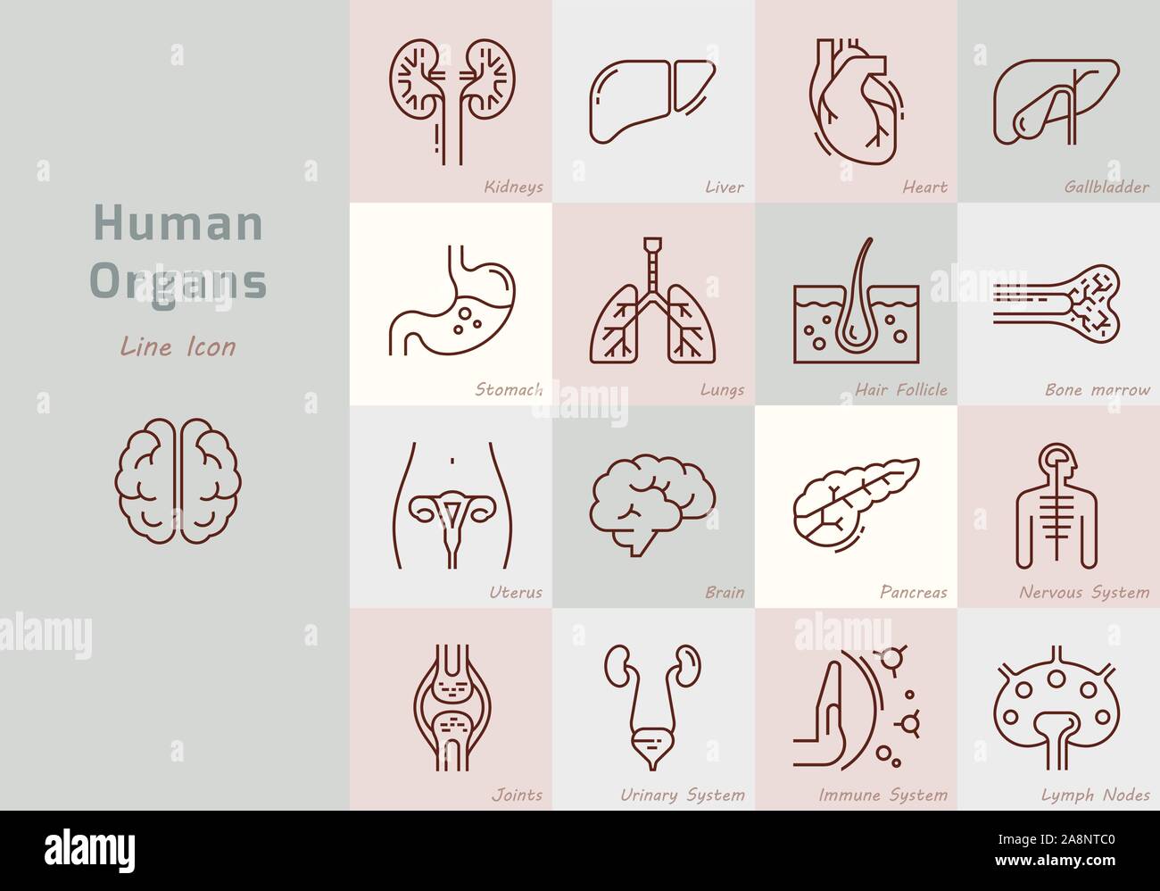 Large set of linear vector icons of human organs with signatures Stock ...