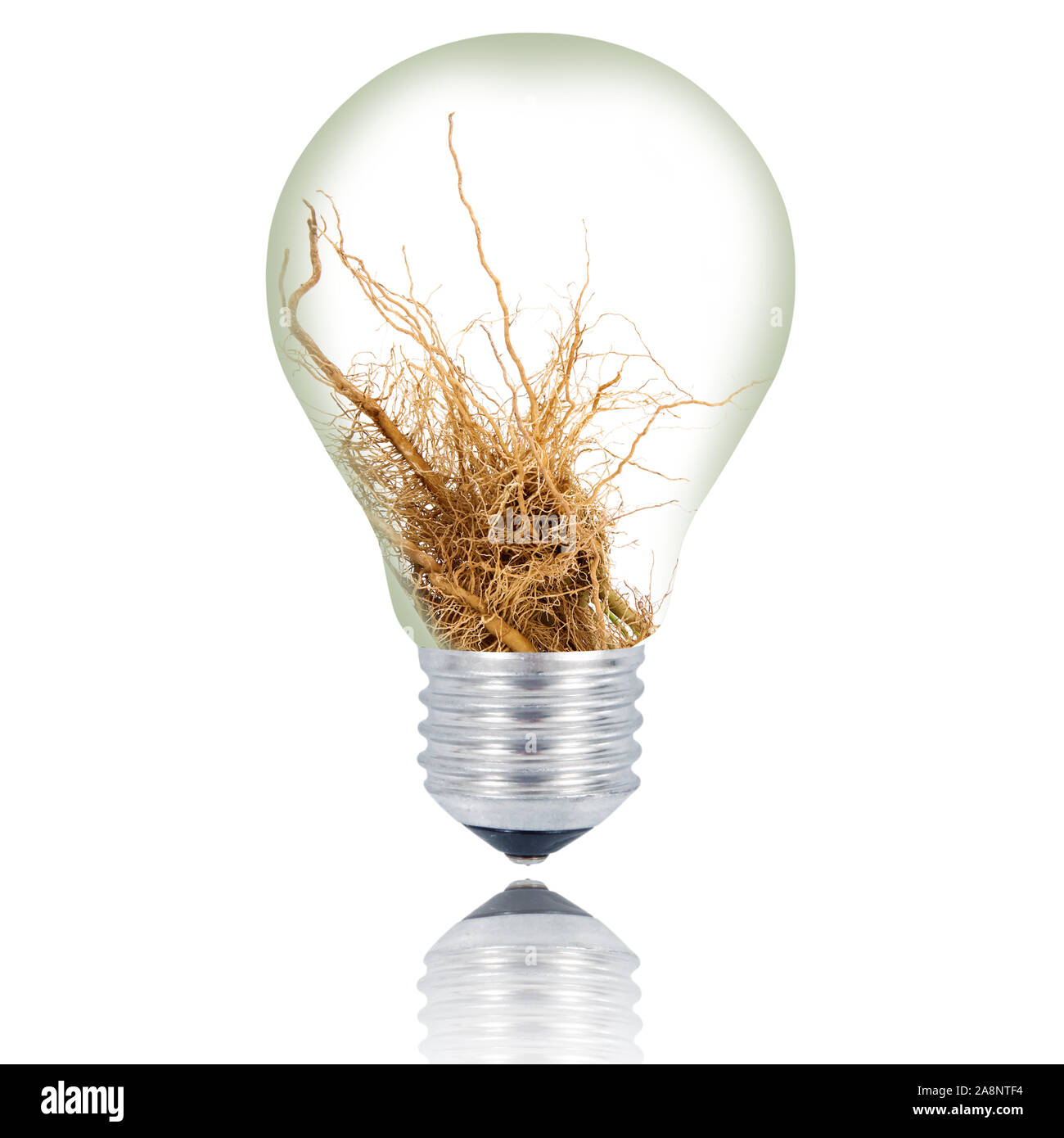 root light bulb on white background Stock Photo - Alamy