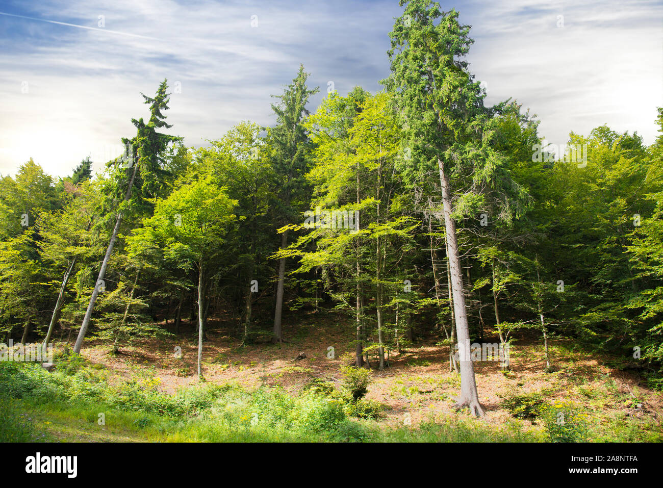 a quiet alpine forest landscape Stock Photo - Alamy