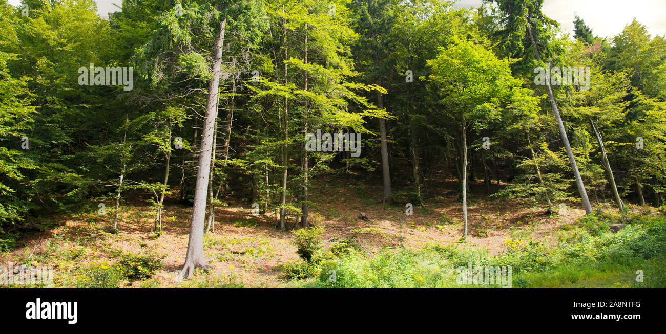 a quiet alpine forest landscape Stock Photo - Alamy