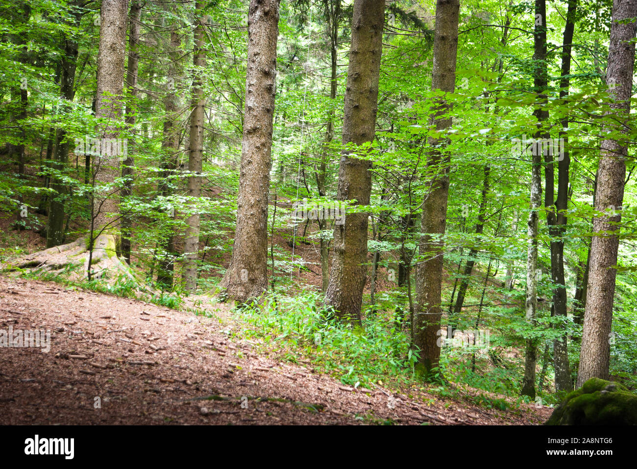 a quiet alpine forest landscape Stock Photo - Alamy