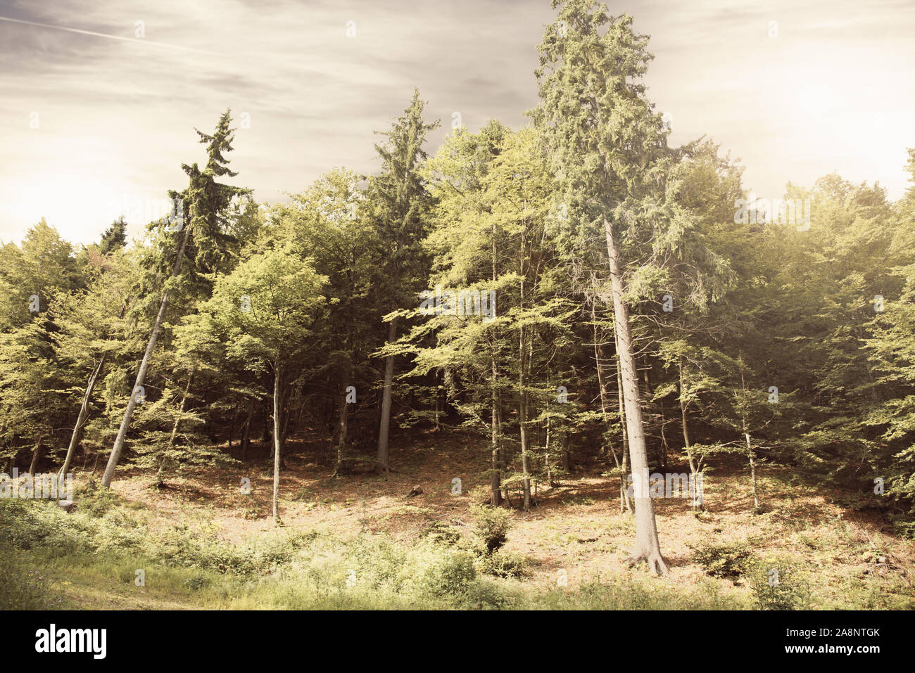 a quiet alpine forest landscape Stock Photo - Alamy