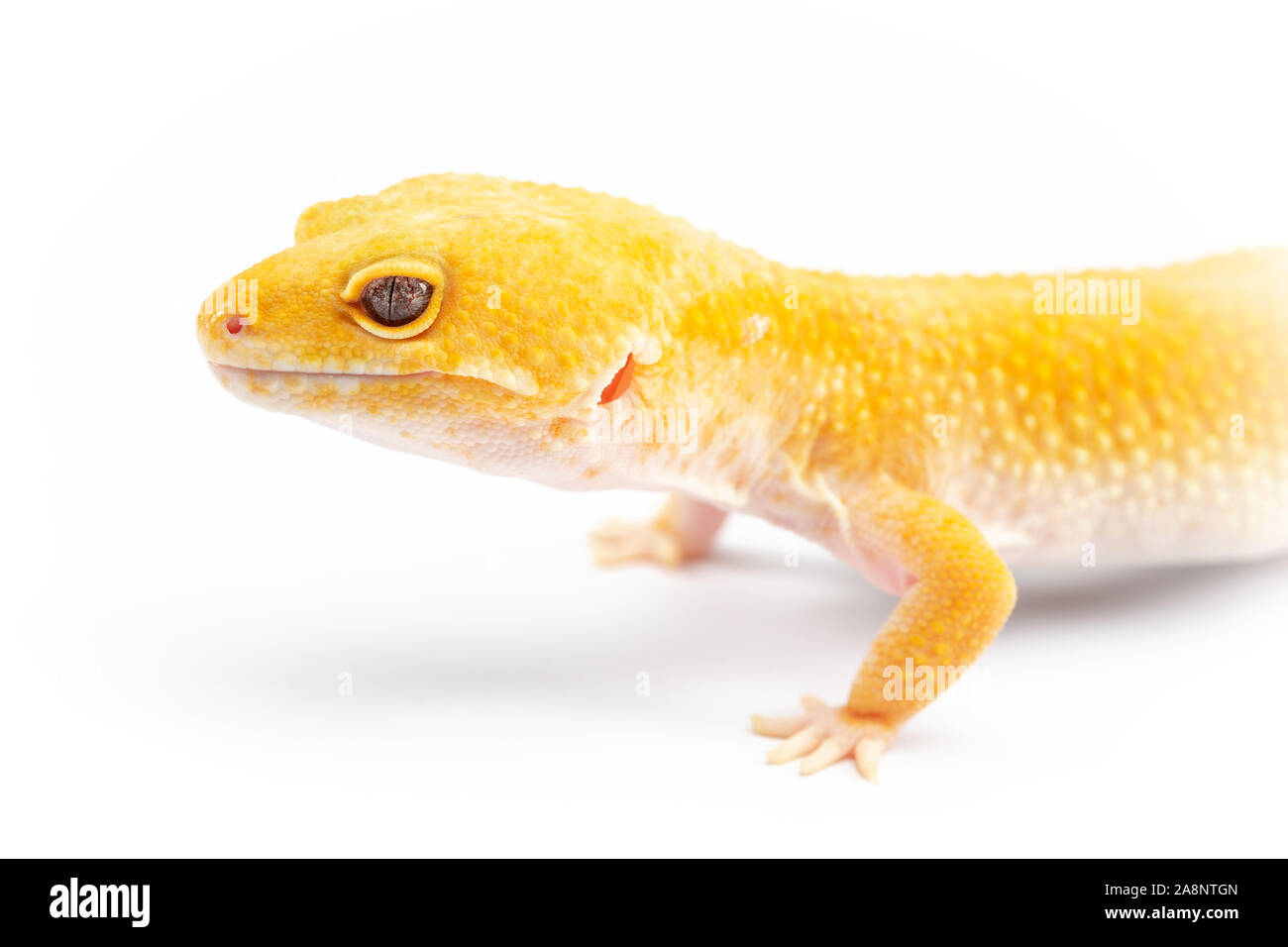 Leopard Gecko, eublepharis macularis, close up photograph on a plain ...
