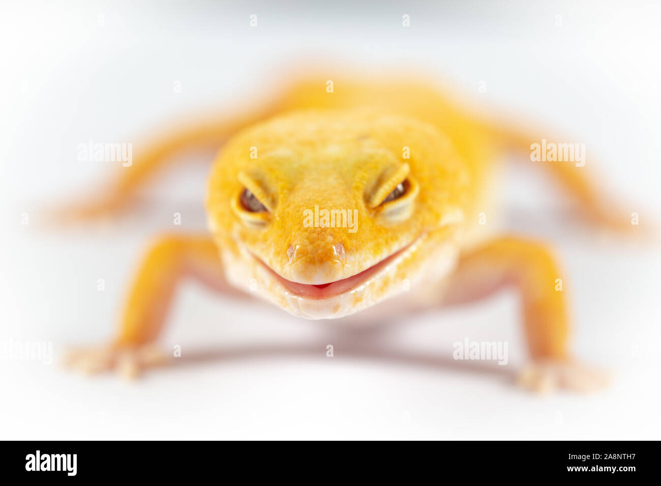Leopard Gecko, eublepharis macularis, close up photograph on a plain ...