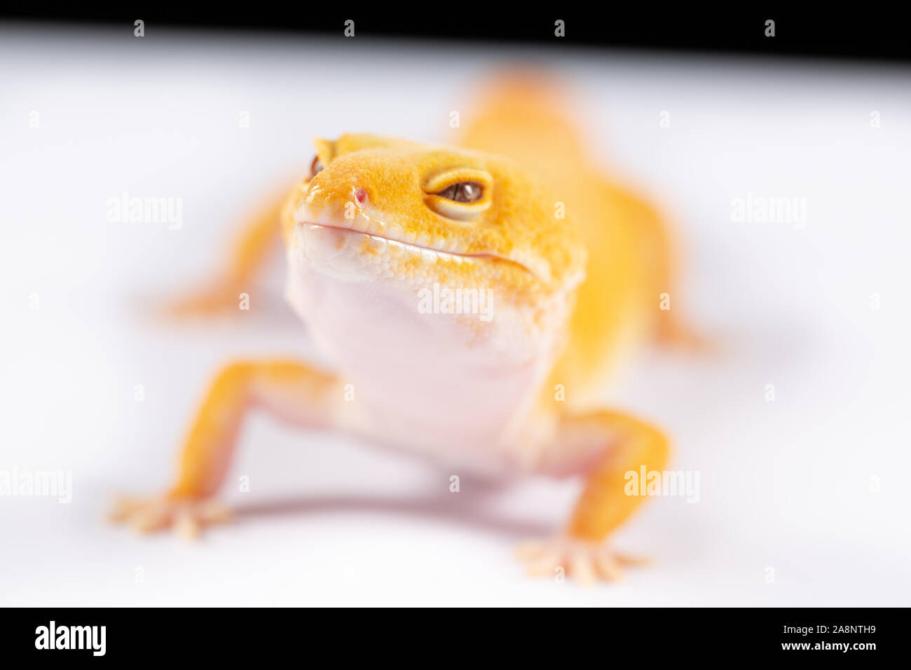 Leopard Gecko, eublepharis macularis, close up photograph on a plain ...