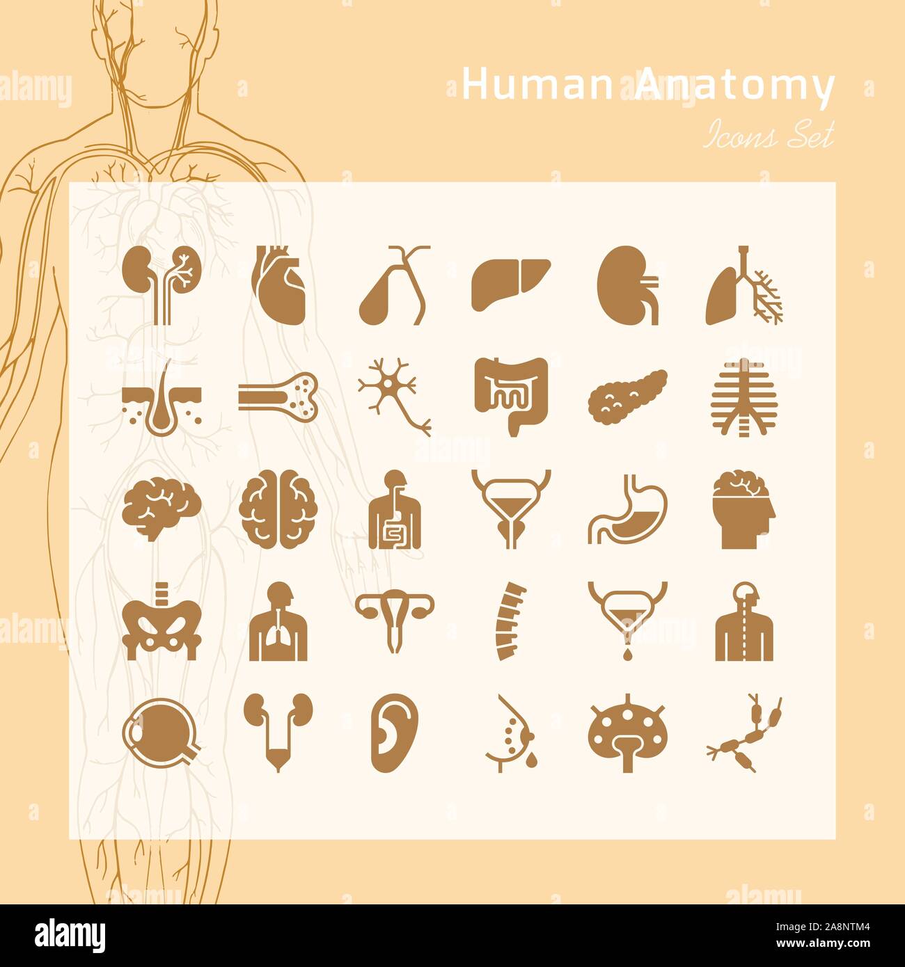Set Of Vector Icons Of Internal Human Organs In A Linear Style Isolated