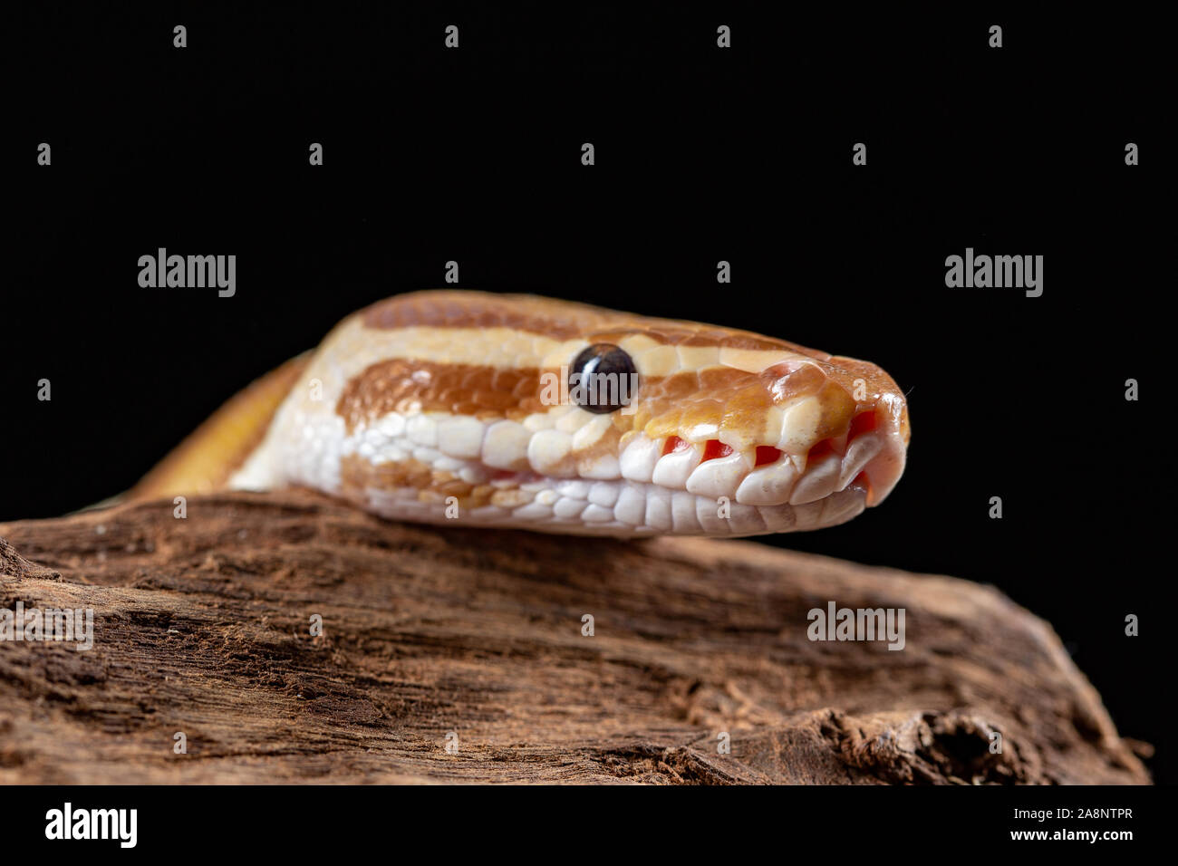 Royal Python, Python Regius, close up on a piece of tree bark Stock ...