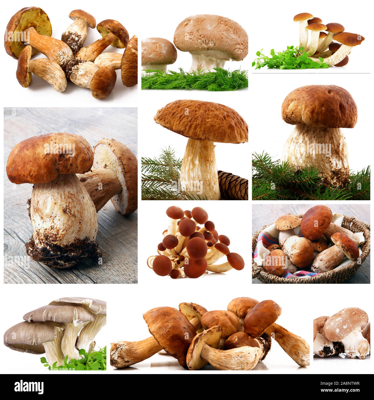 mushrooms collage on white background Stock Photo - Alamy