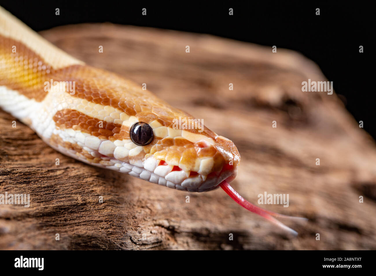 Royal Python, Python Regius, close up on a piece of tree bark Stock ...