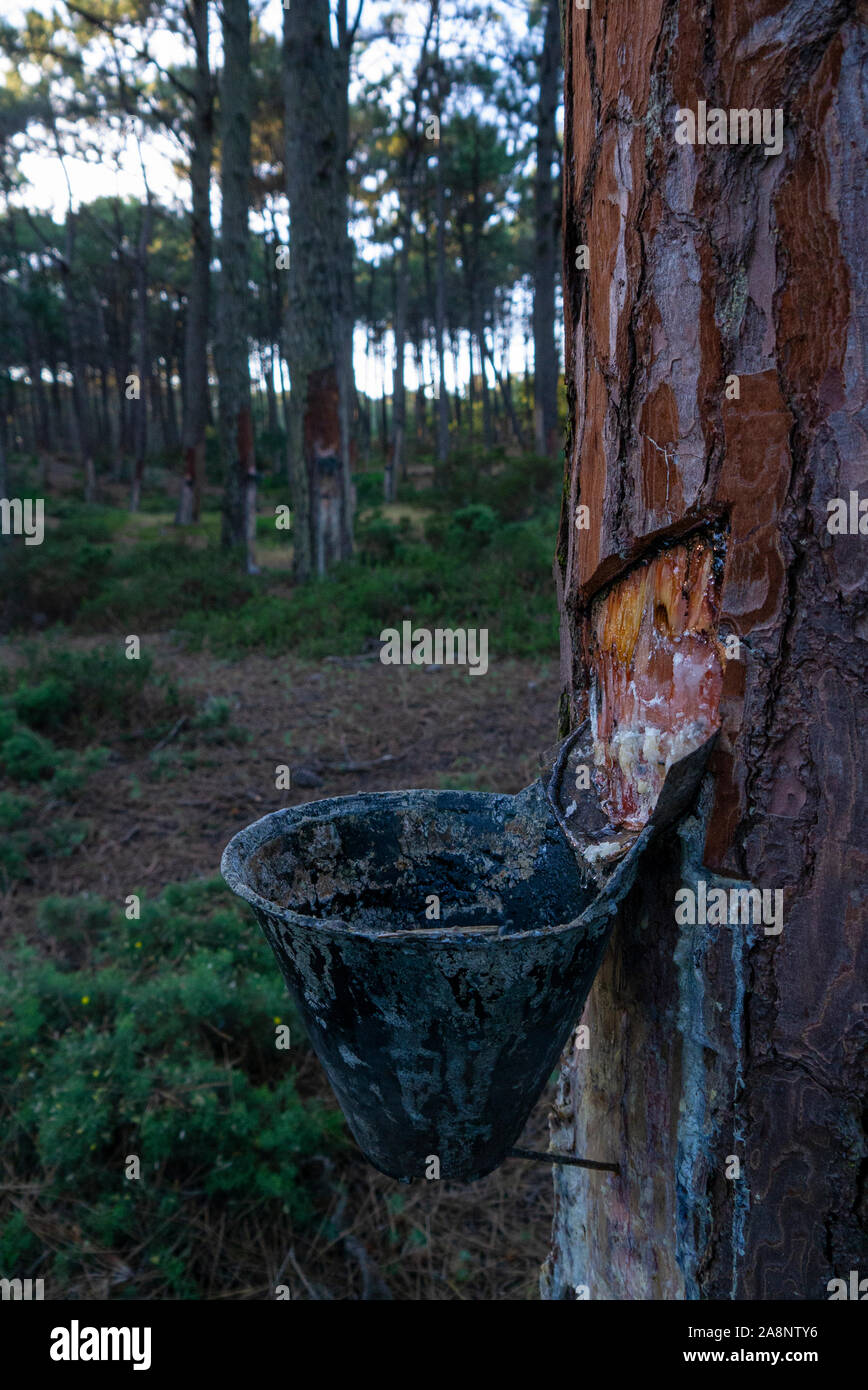 Tapping resin from a pine tree Estremadura Portugal Stock Photo - Alamy