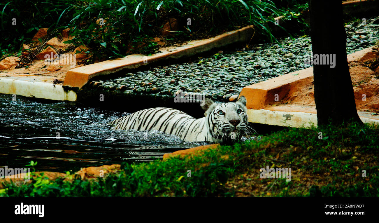 white tiger enjoying a swim Stock Photo - Alamy