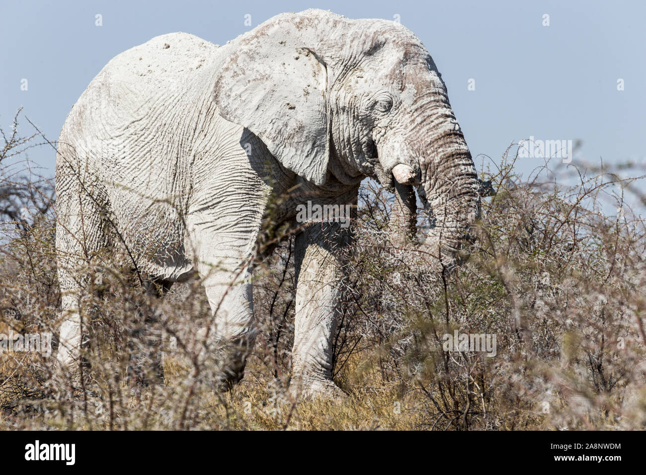 Bull "Ghost" Elephant, due to the white soil of Etosha National Park ...