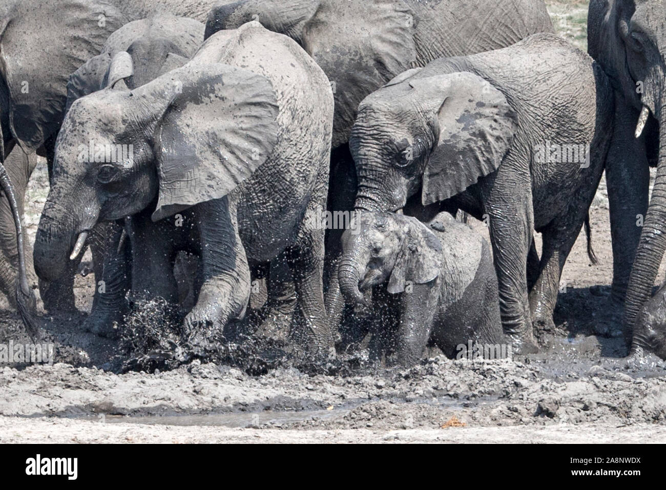 Infant elephants splashing at a mud pool, Okovango river, Buffalo Game ...