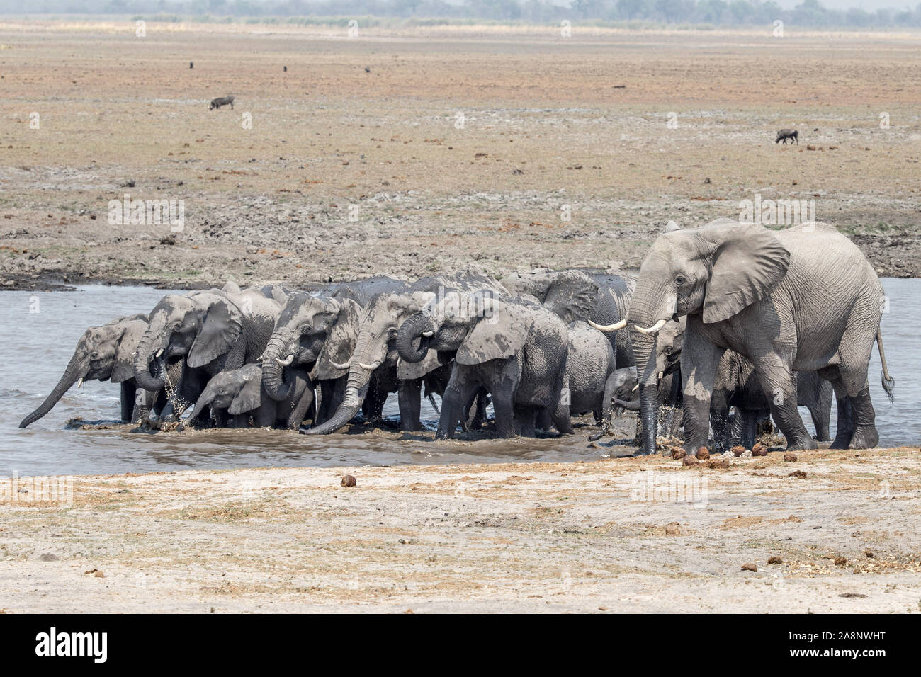 Bull elephant protecting herd drinking from Okovango river, Buffalo ...