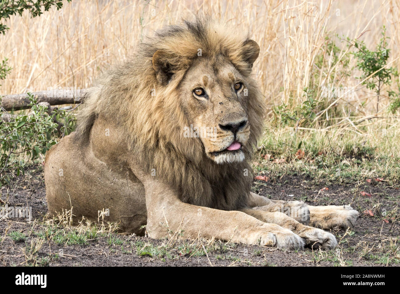 Lion scar hi-res stock photography and images - Alamy