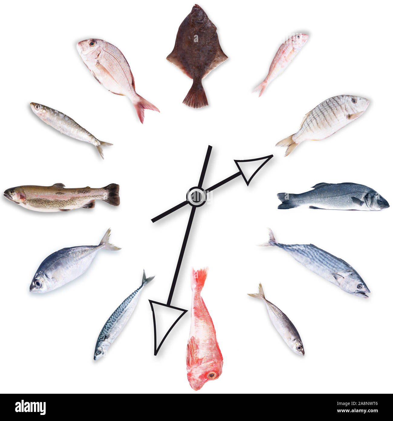 fish clock on white background Stock Photo - Alamy