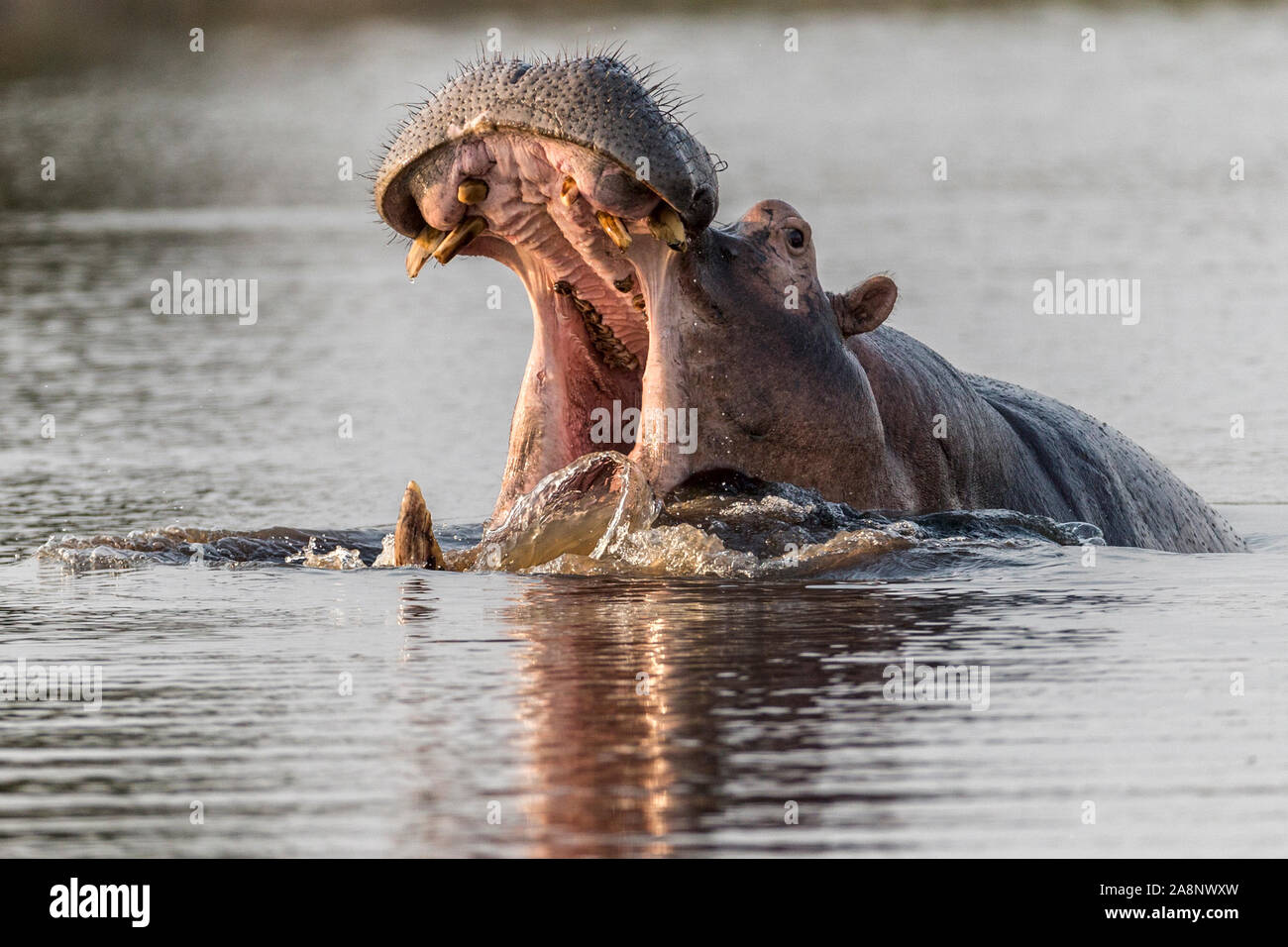 Male hippopotamus, showing aggression, Nkasa Rupara (Mamili) National ...