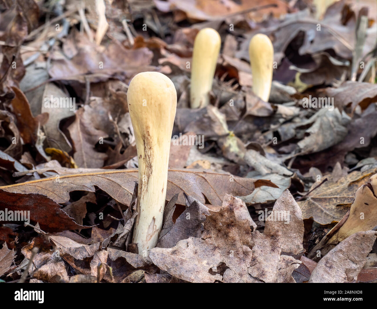 Clavaria aka Clavariadelphus pistillaris, wild mushroom. In woodland ...