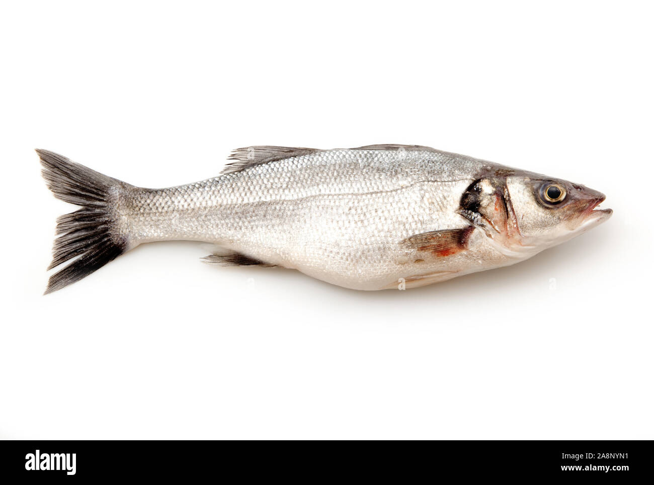 isolated fresh bass on white background Stock Photo - Alamy