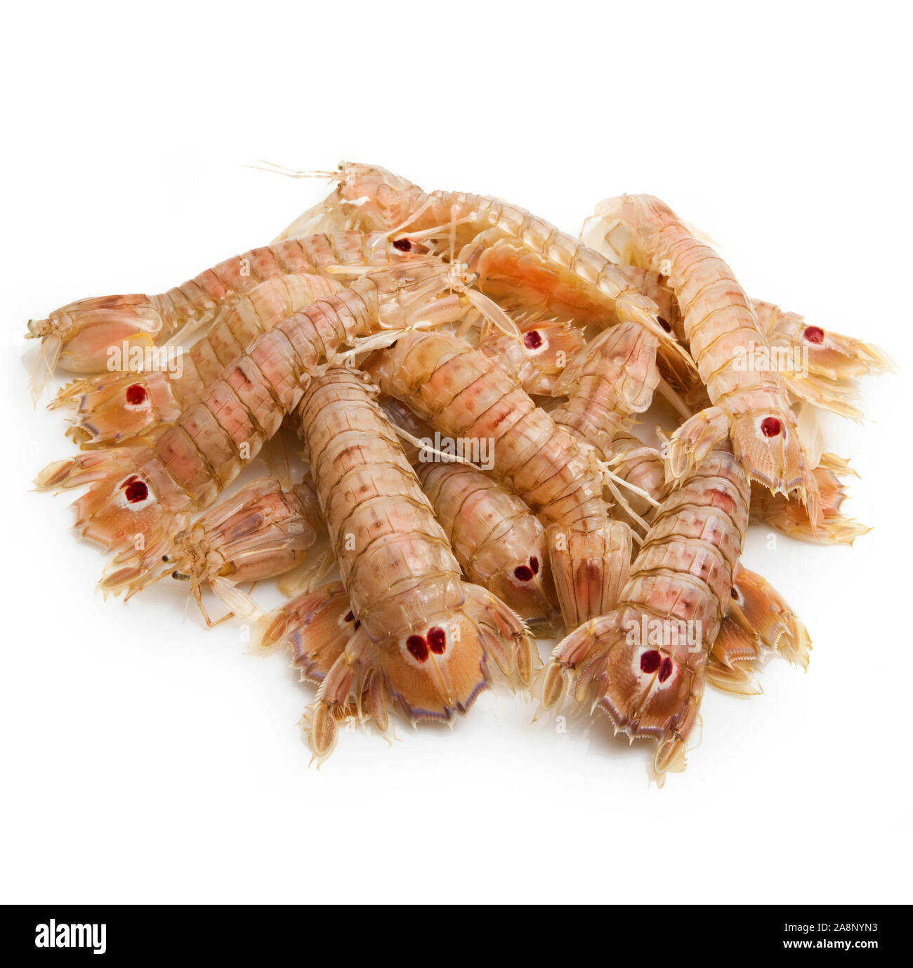 Mantis Shrimp On White High Resolution Stock Photography and Images - Alamy