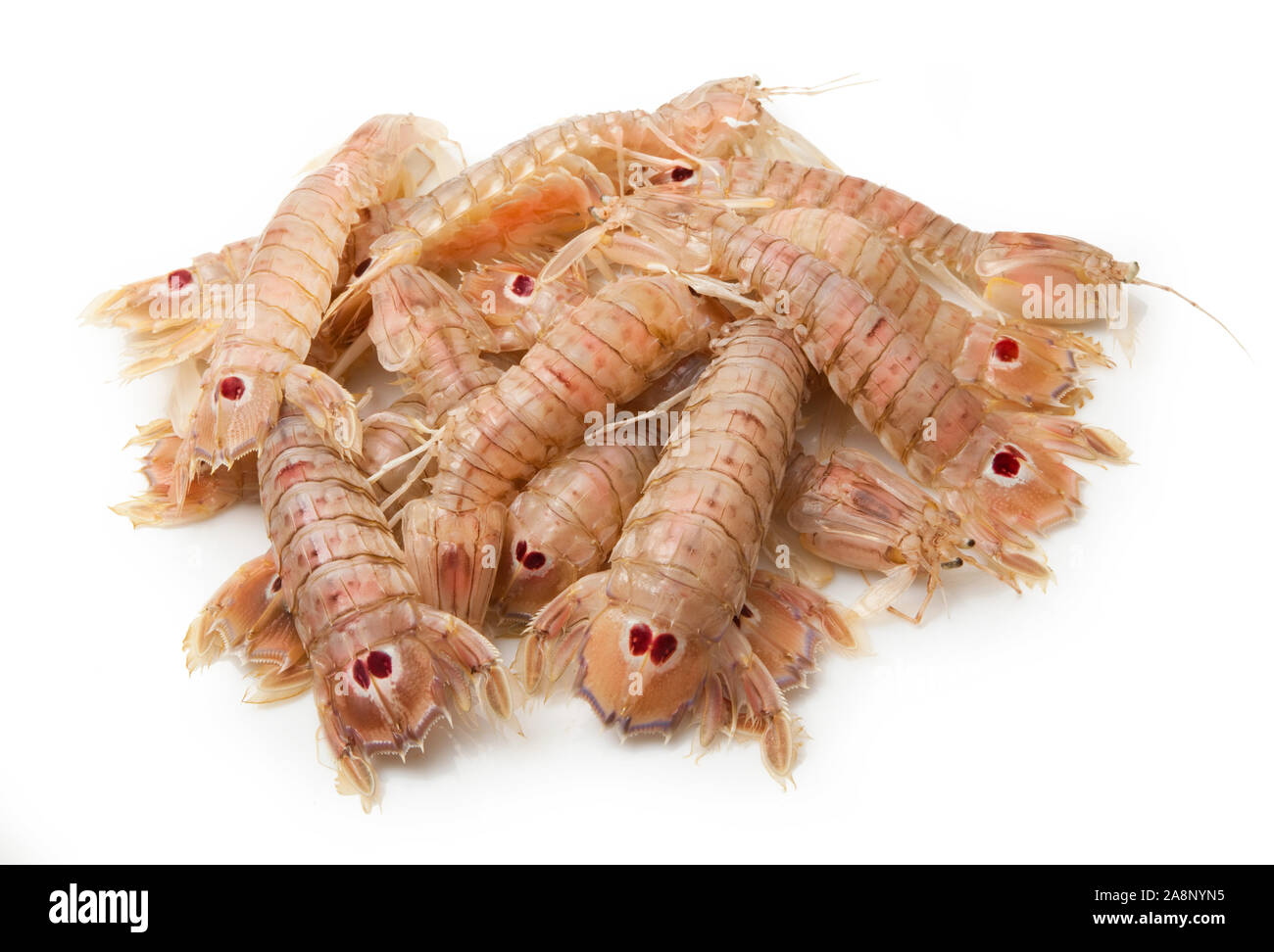 fresh mantis shrimps on white background Stock Photo - Alamy