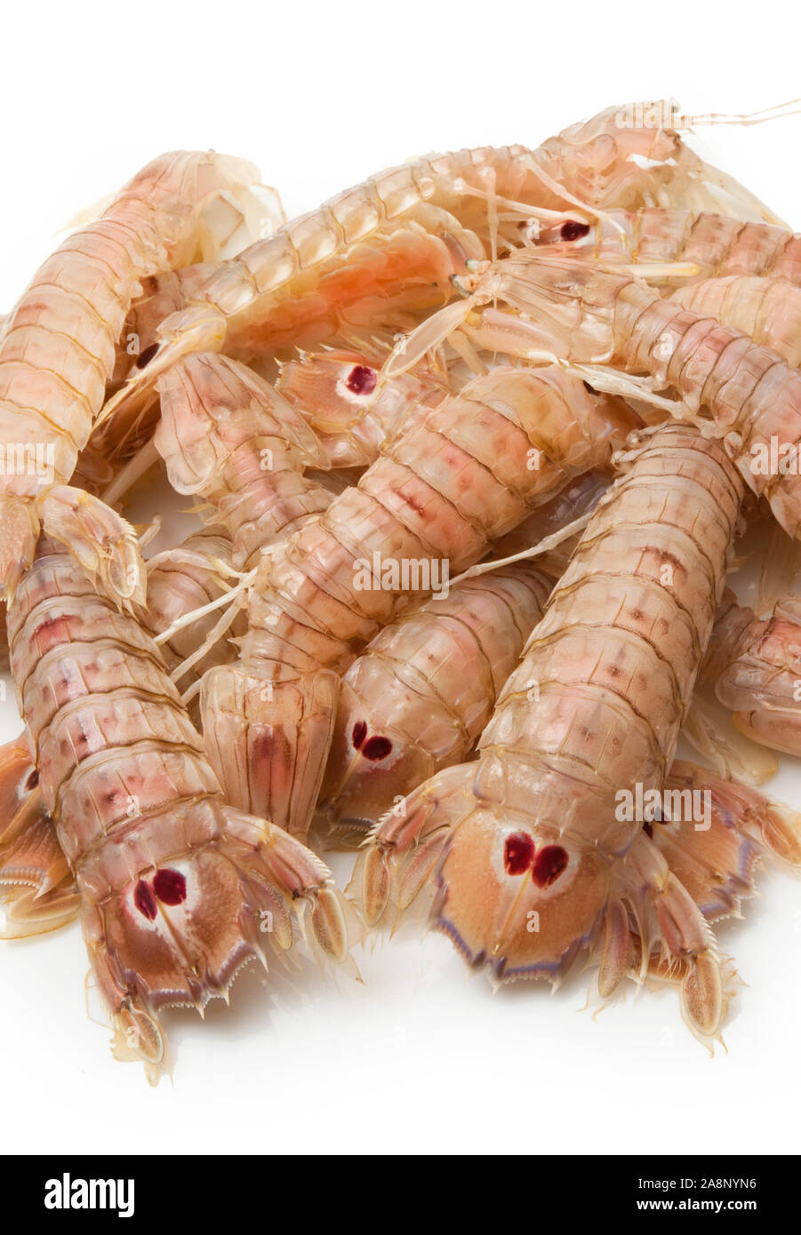 fresh mantis shrimps on white background Stock Photo - Alamy