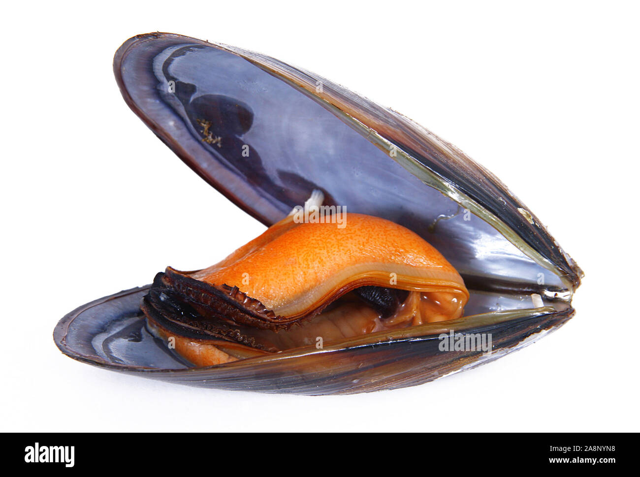 isolated fresh mussel on white background Stock Photo - Alamy