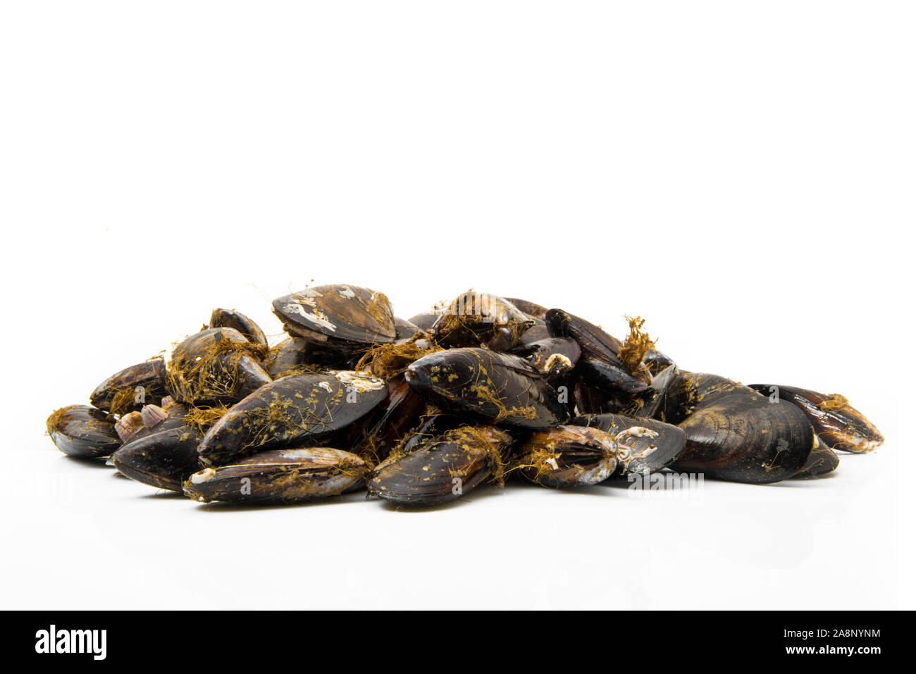 isolated fresh mussels on white background Stock Photo - Alamy