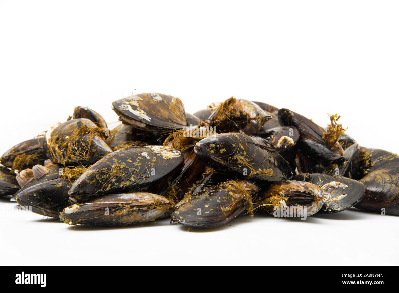 isolated fresh mussels on white background Stock Photo - Alamy