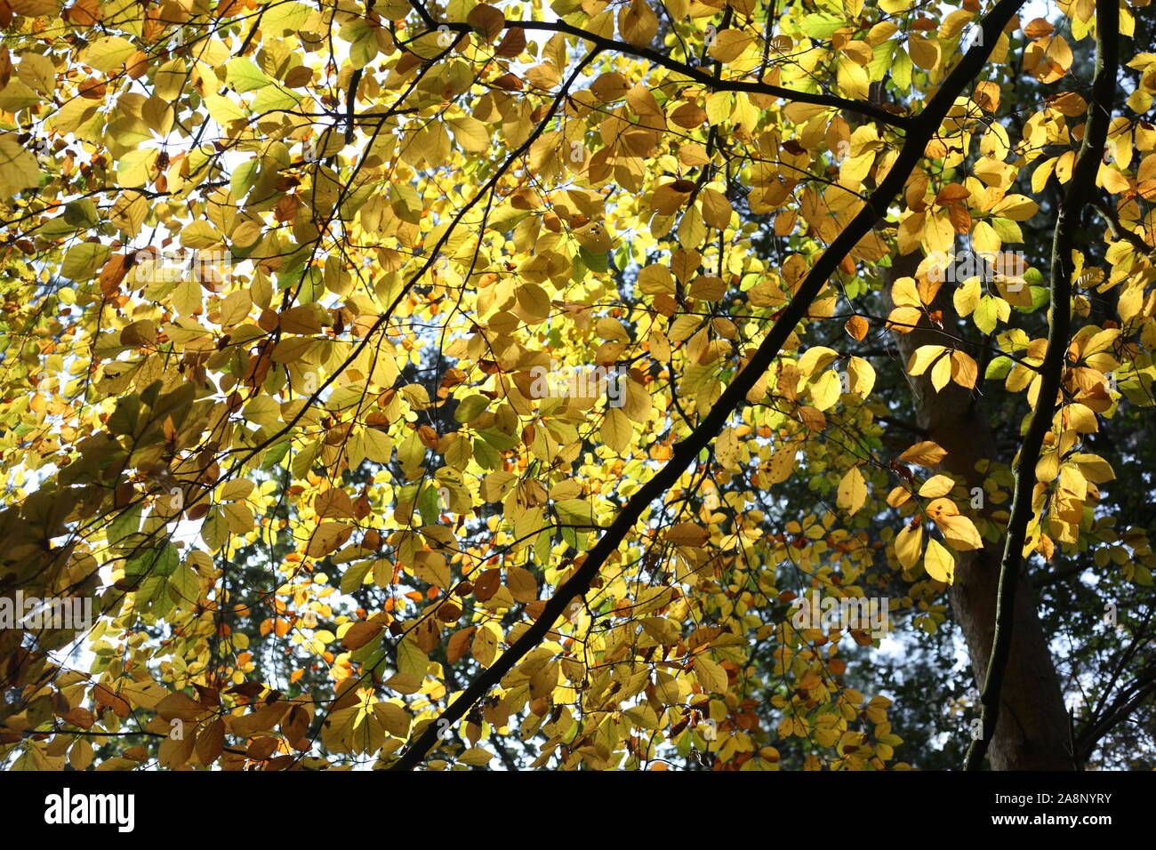 Upward underneath view hi-res stock photography and images - Alamy
