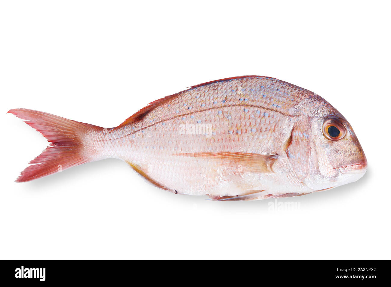 fresh fish on white background Stock Photo - Alamy