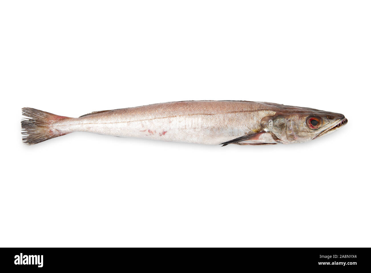fresh hake on white background Stock Photo - Alamy