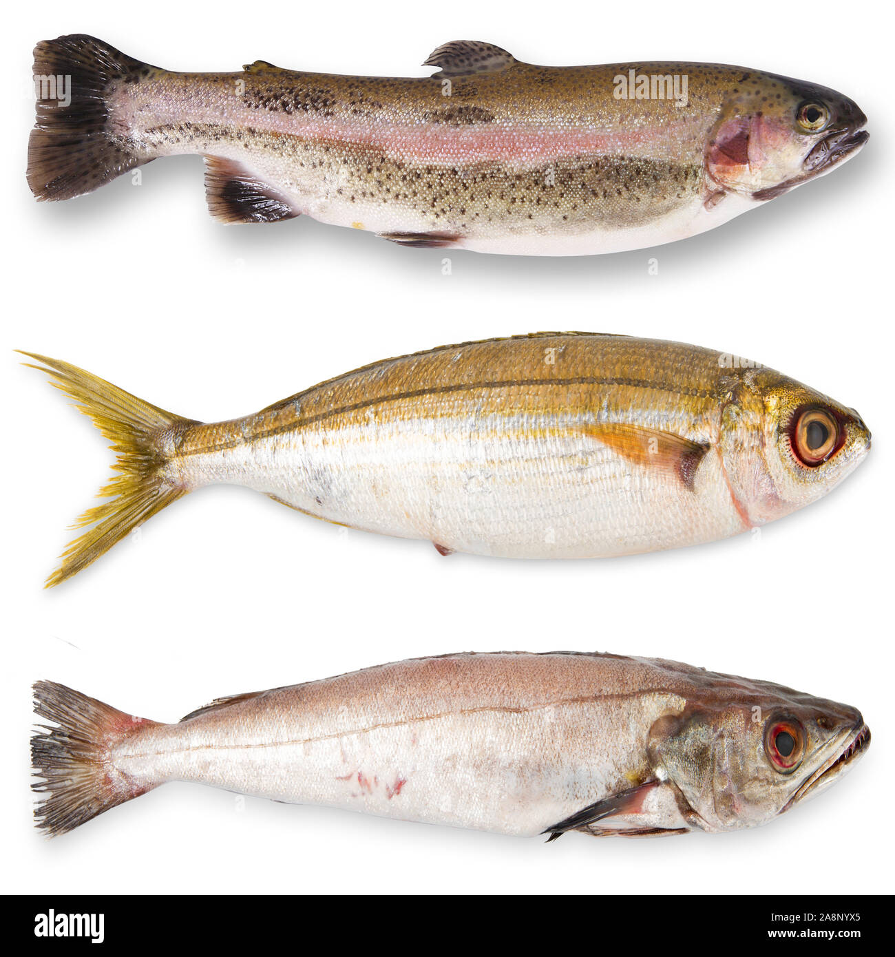 fresh fish collage on white background Stock Photo - Alamy