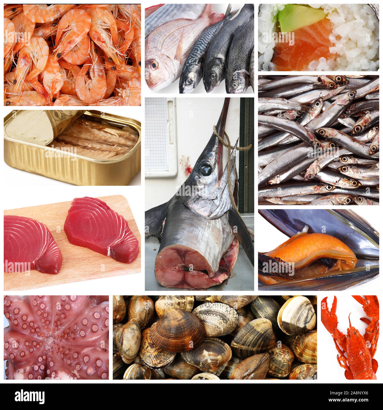 fresh fish collage on white background Stock Photo - Alamy