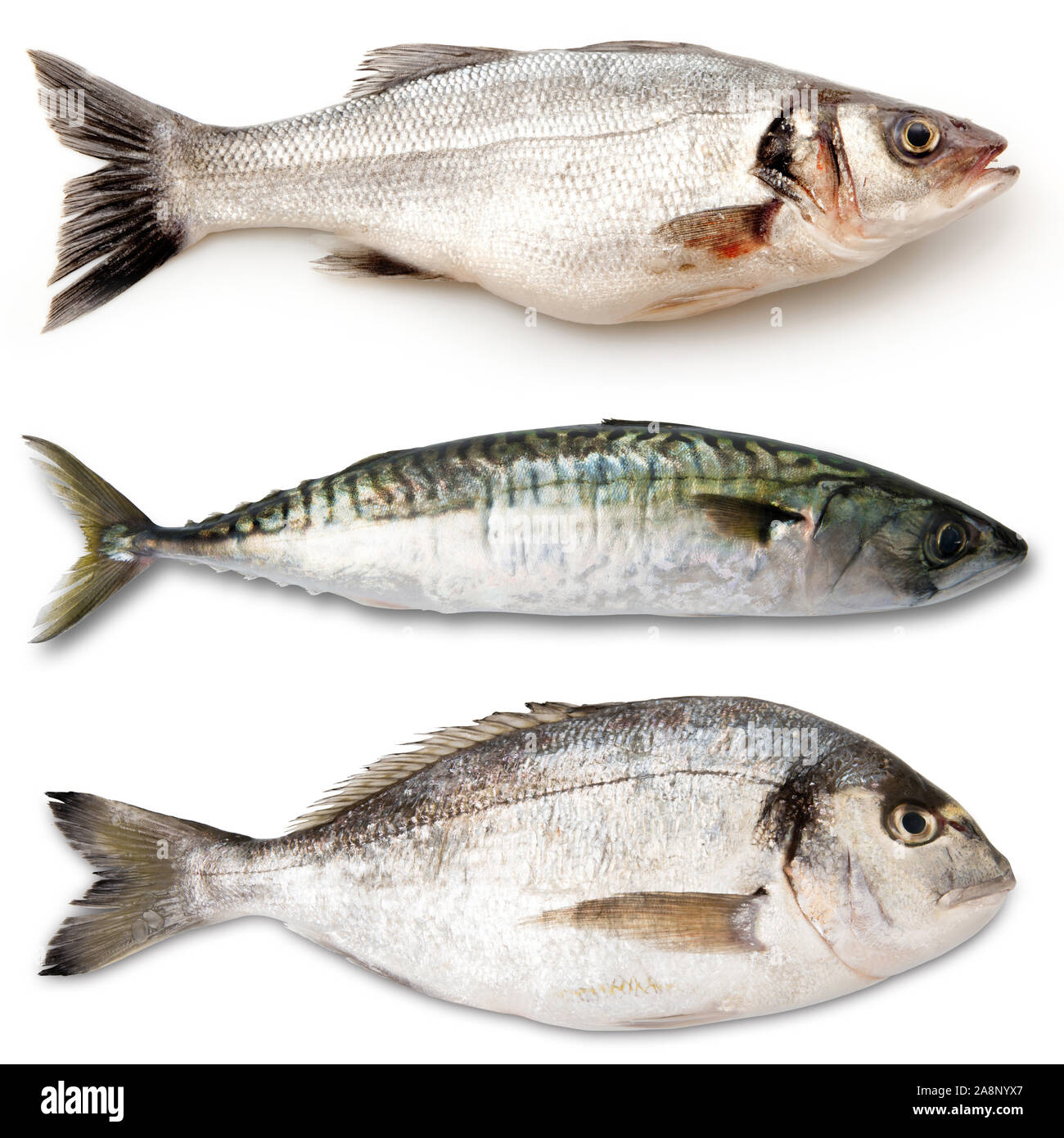fresh fish collage on white background Stock Photo - Alamy