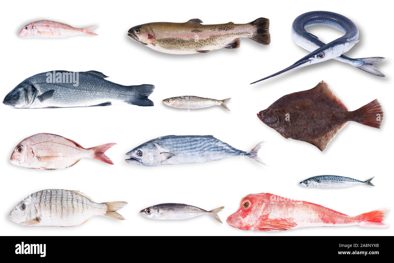 fresh fish collage on white background Stock Photo - Alamy