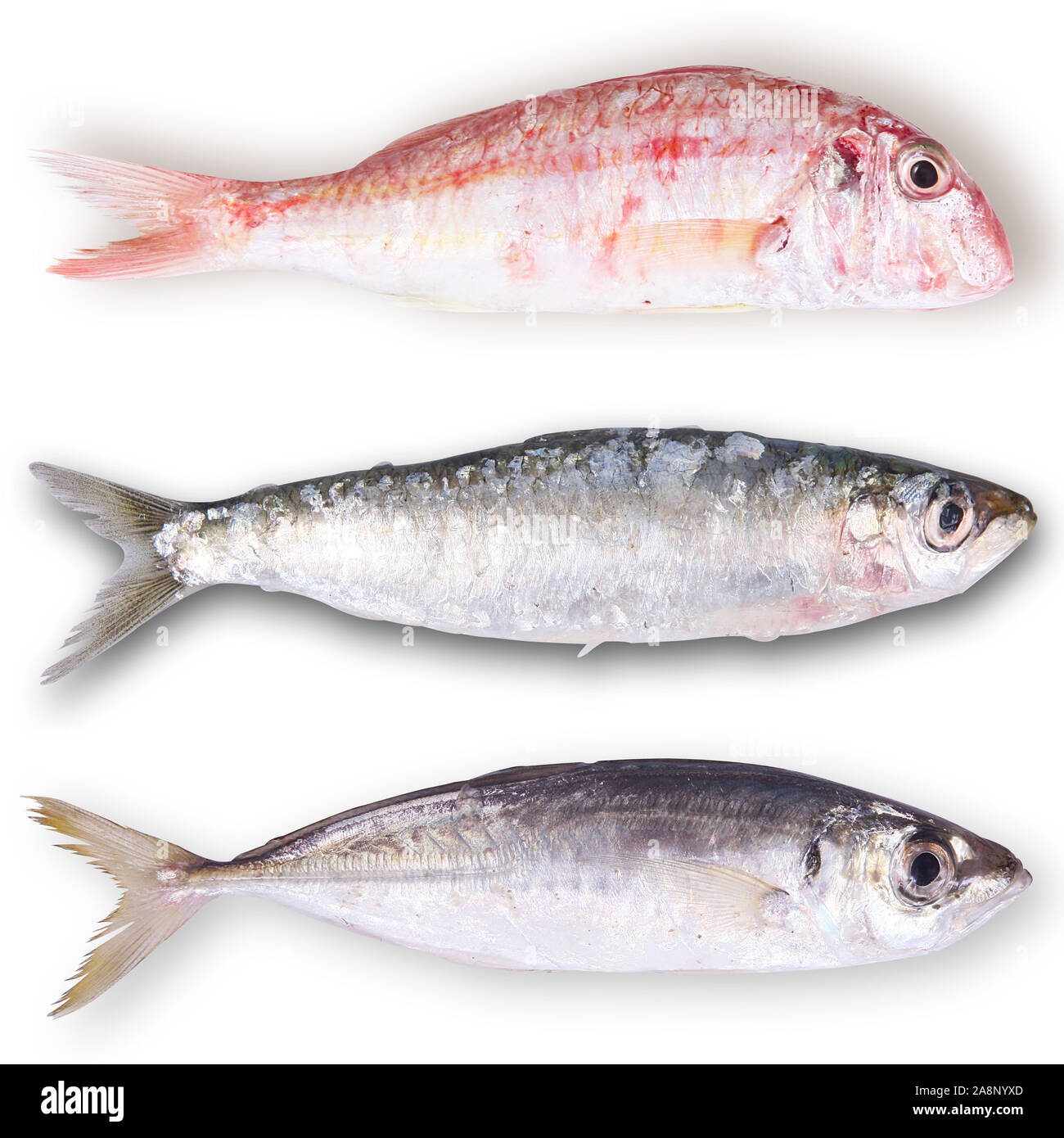 fresh fish collage on white background Stock Photo - Alamy