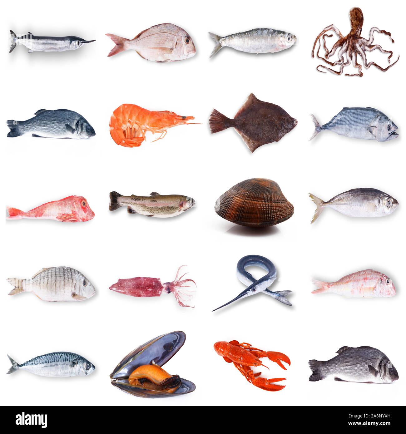 fresh fish collage on white background Stock Photo - Alamy