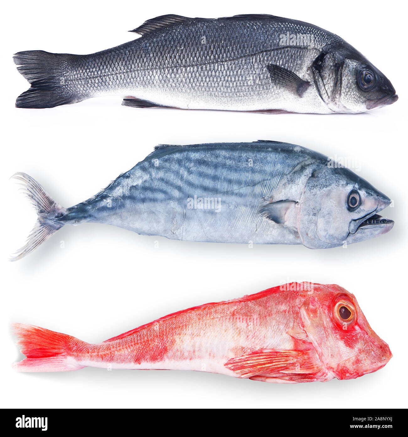 fresh fish collage on white background Stock Photo - Alamy
