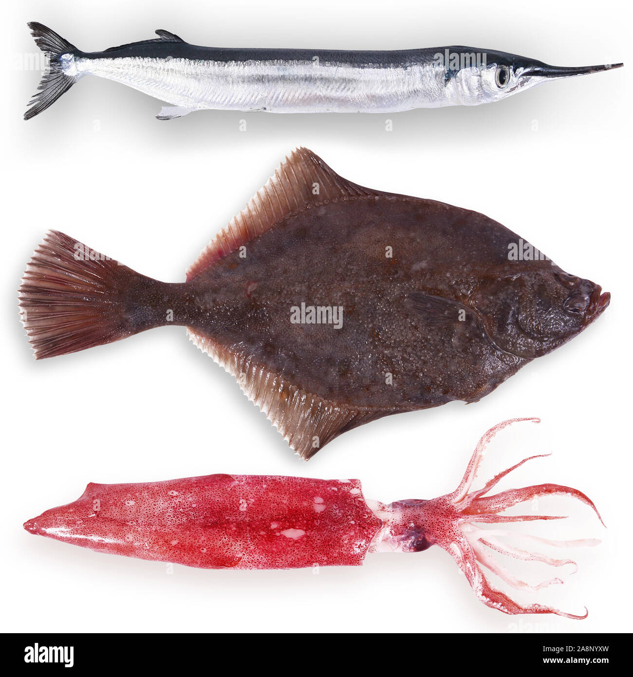 fresh fish collage on white background Stock Photo - Alamy