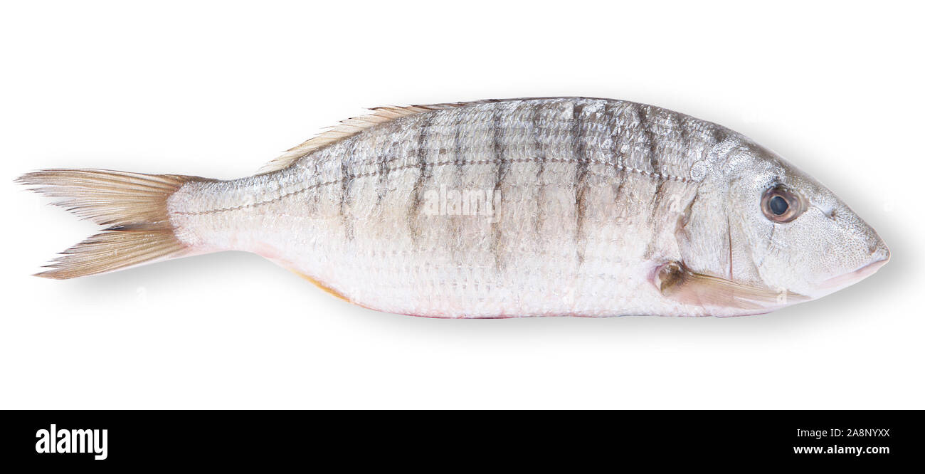 fresh fish on white background Stock Photo - Alamy