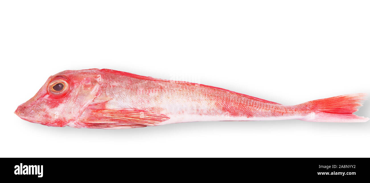 fresh fish on white background Stock Photo - Alamy