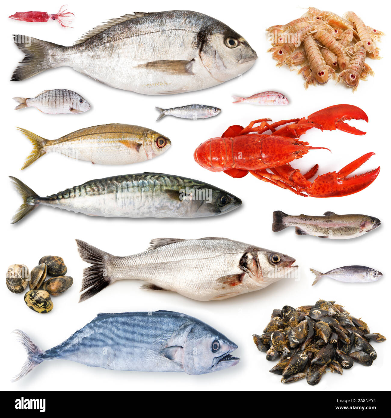 fresh fish collage on white background Stock Photo - Alamy
