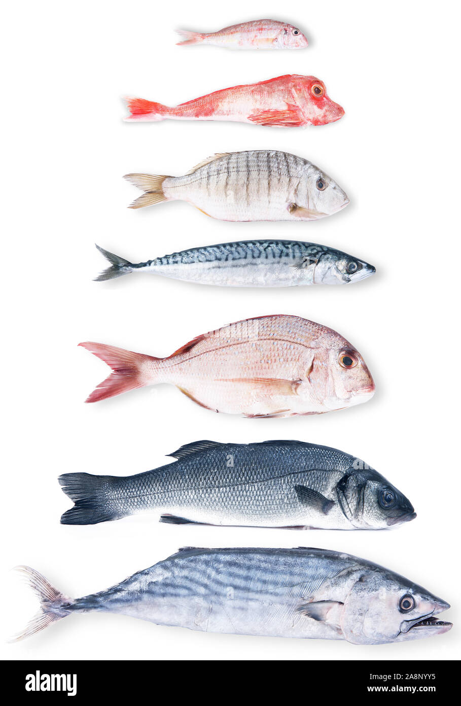 fresh fish collage on white background Stock Photo - Alamy