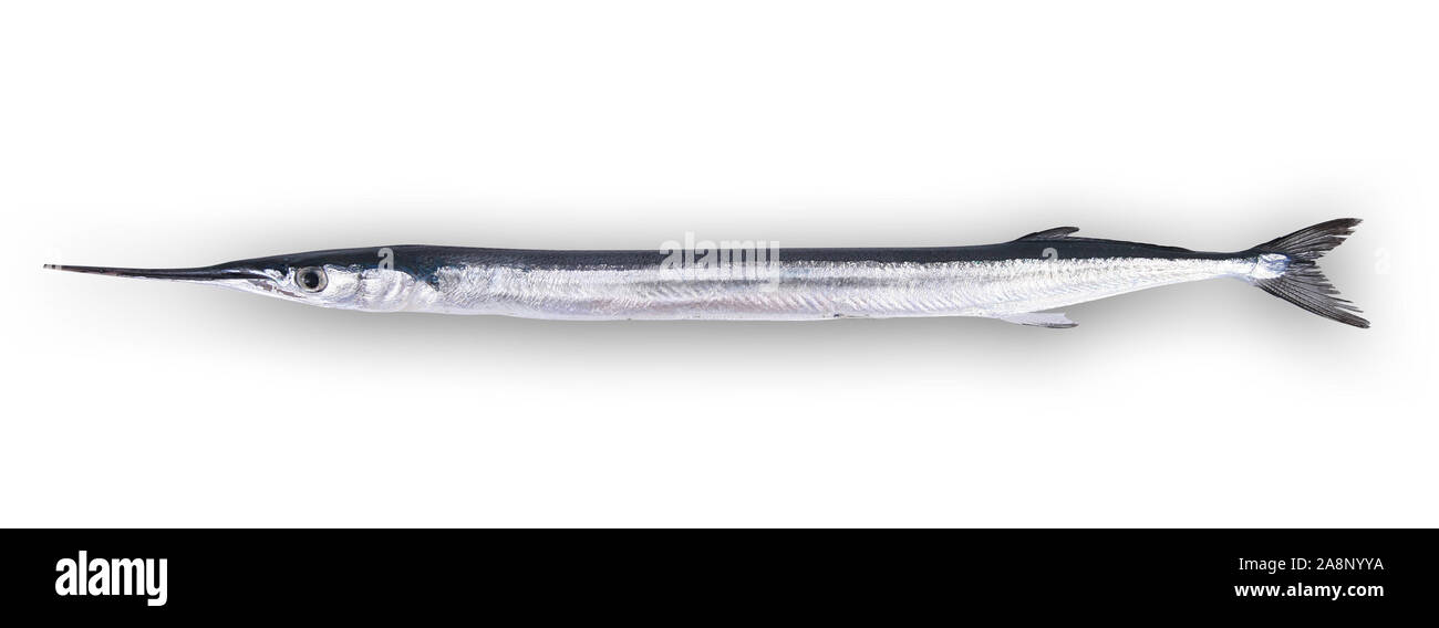 fresh garfish on white background Stock Photo - Alamy