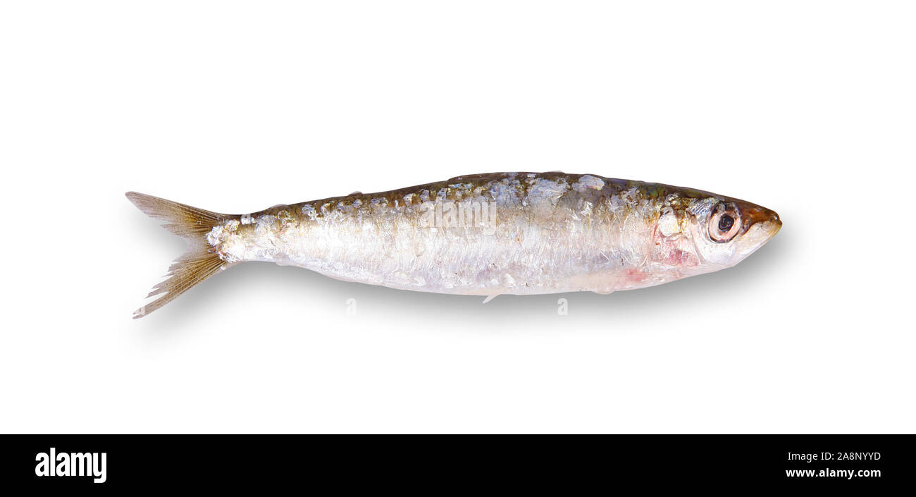 fresh sardine on white background Stock Photo - Alamy