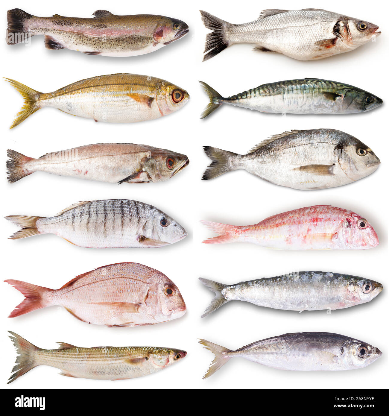 fresh fish collage on white background Stock Photo - Alamy