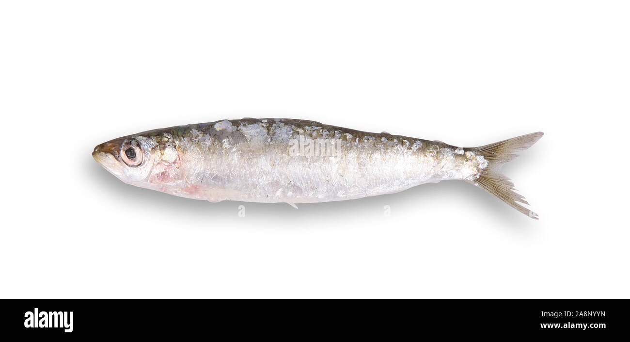 fresh sardine on white background Stock Photo - Alamy