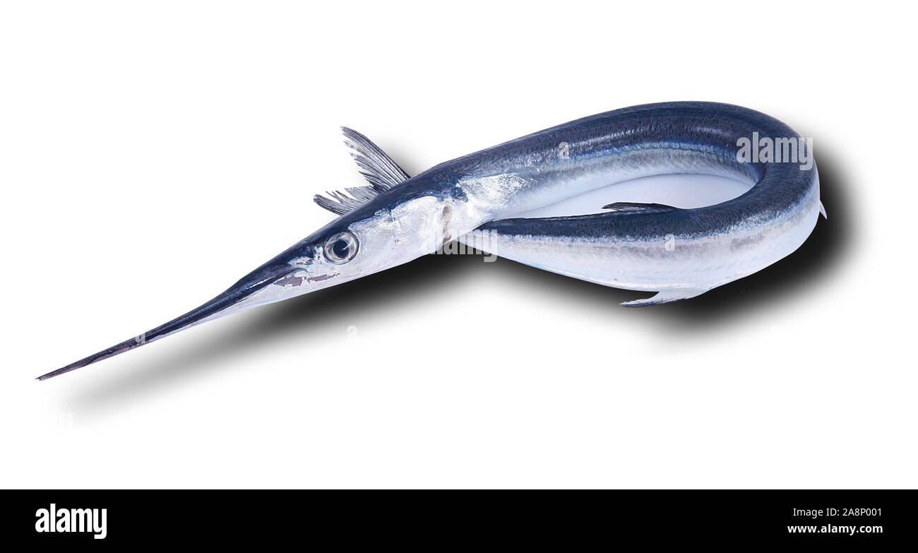 fresh garfish on white background Stock Photo - Alamy